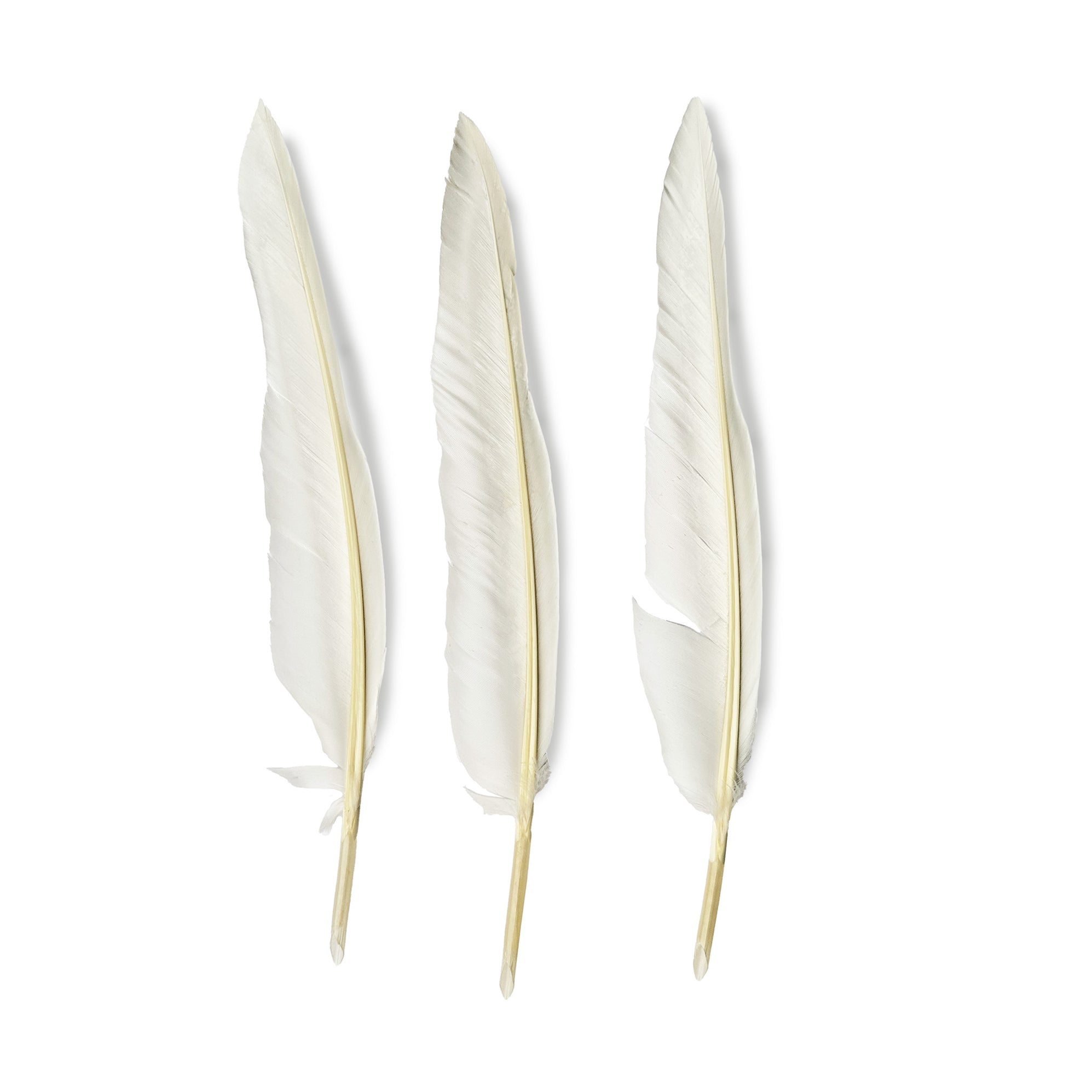 Hand-Cut Goose Quills for Writing (Pack of 3) | Scribblers Calligraphy ...